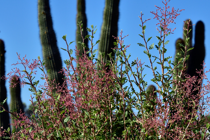 Pachycormus discolor, Baja Elephant Tree, Southwest Desert Flora