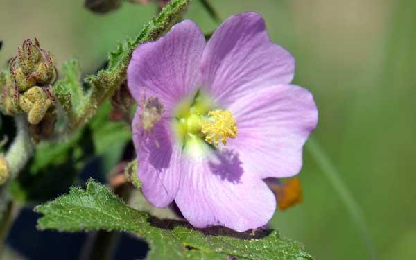 Sphaeralcea fendleri, Fendler’s Globemallow, Southwest Desert Flora