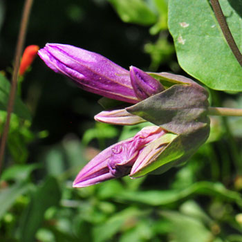 Mirabilis multiflora, Colorado Four O'clock, Southwest Desert Flora