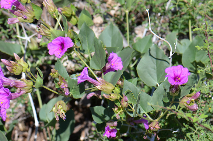 Mirabilis multiflora, Colorado Four O'clock, Southwest Desert Flora